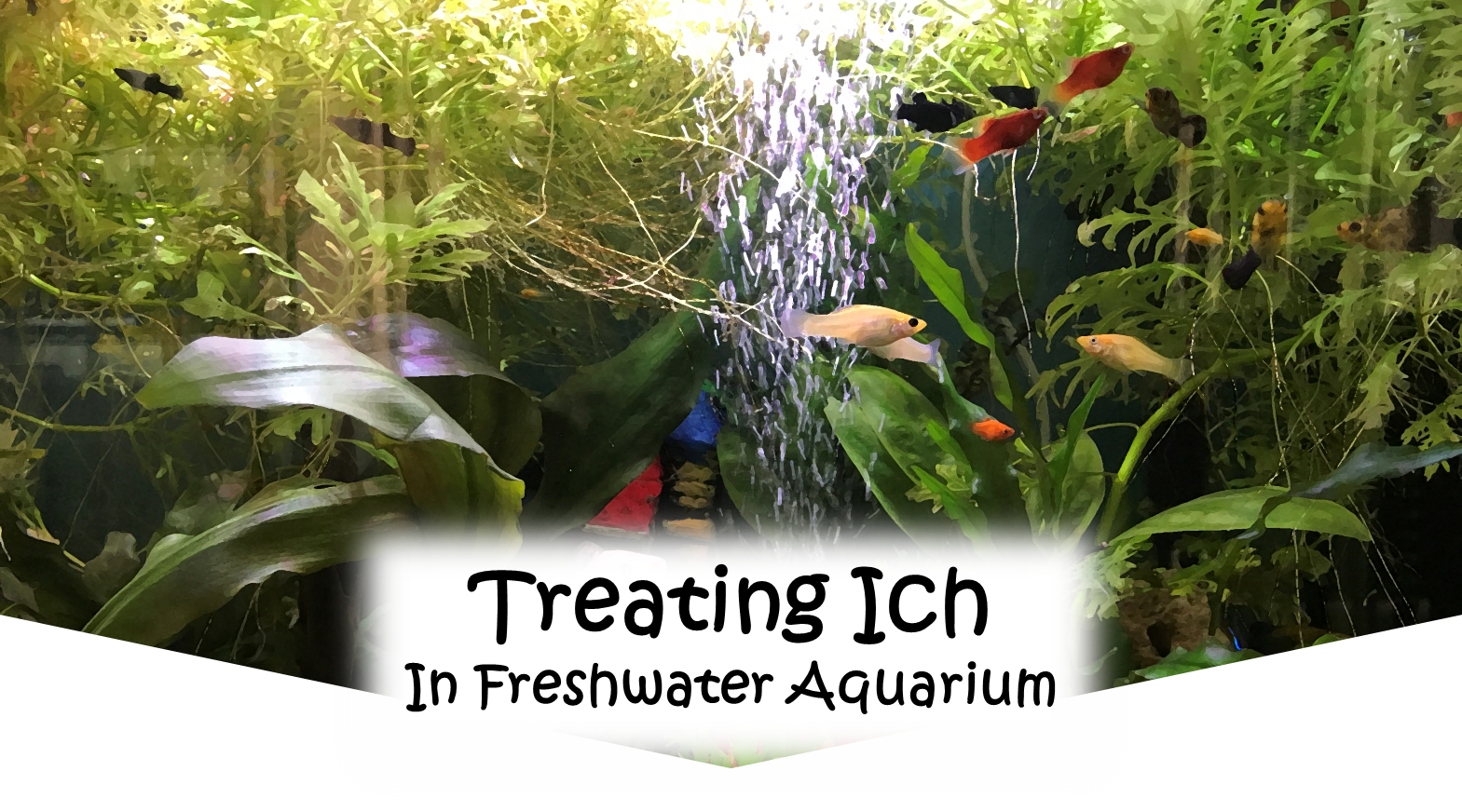 Treating Ich in Freshwater Aquarium – rishithmahawarnair.com